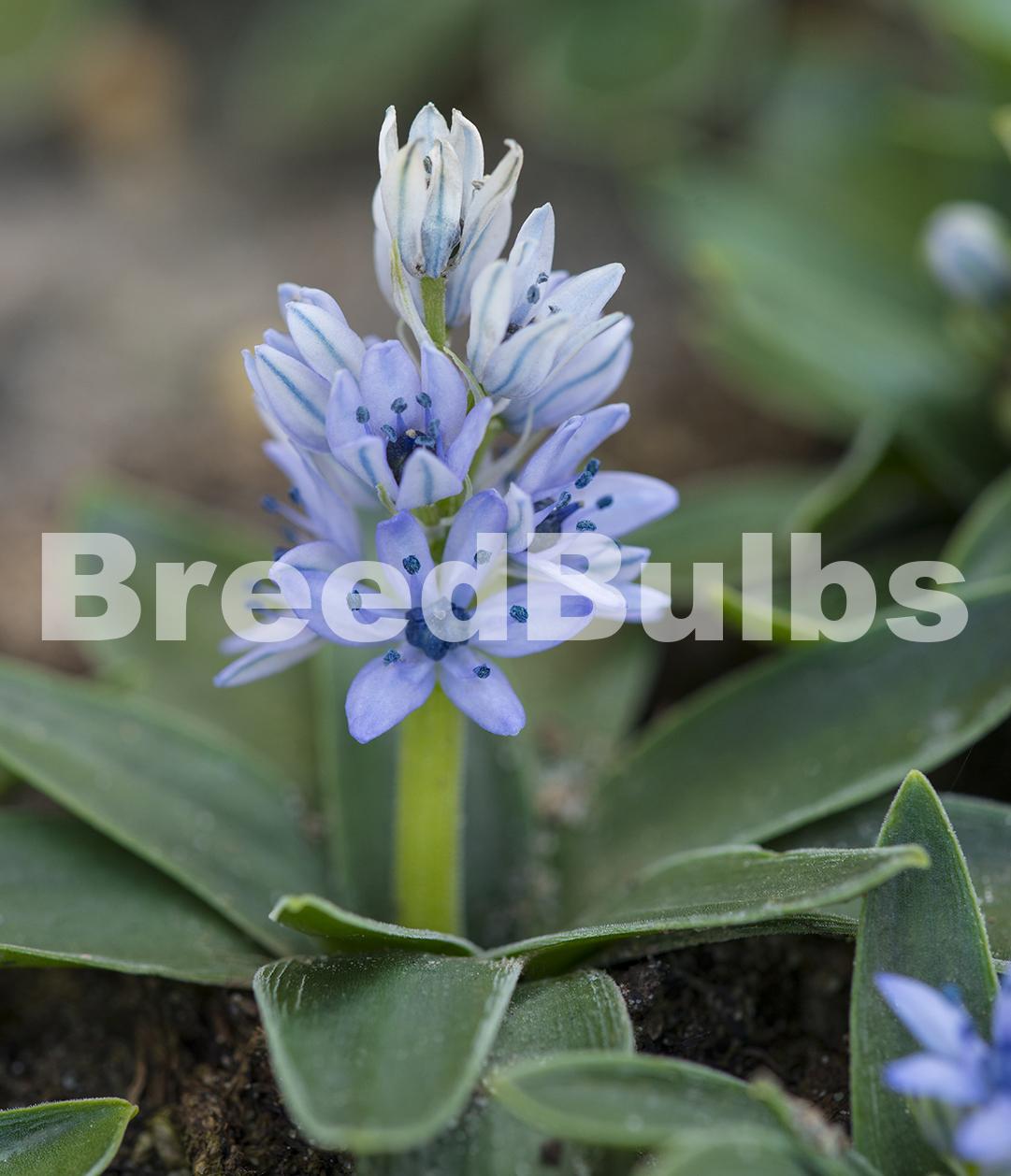 Hyacinthoïdes lingulata (1 bulb) | BreedBulbs